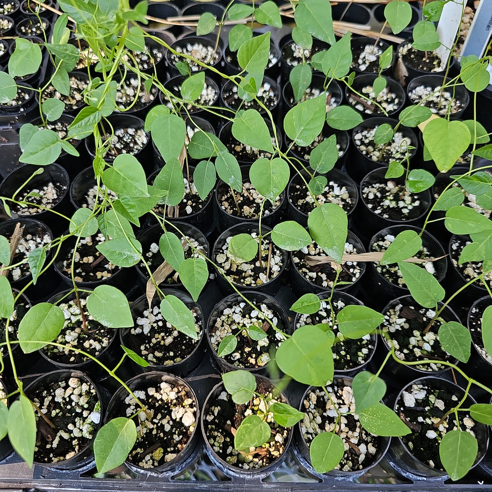 Apios americana, American Groundnut – Gnarly Nursery