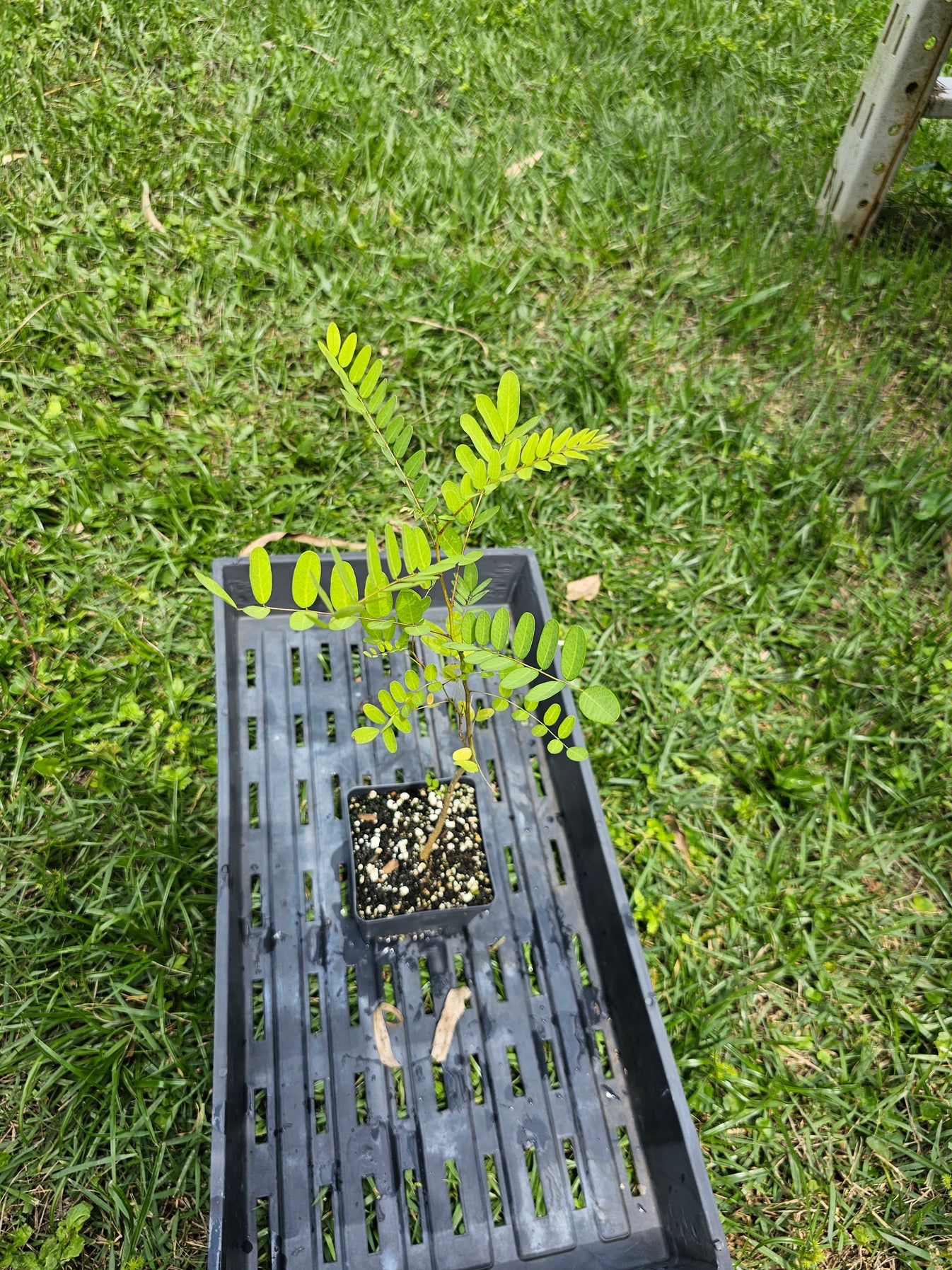 Amorpha fruticosa, Bastard False Indigo – Gnarly Nursery