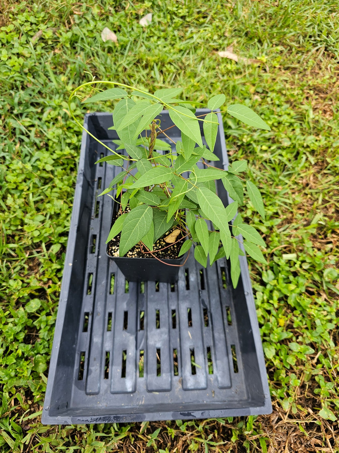 Apios americana, American Groundnut, Seeds – Gnarly Nursery