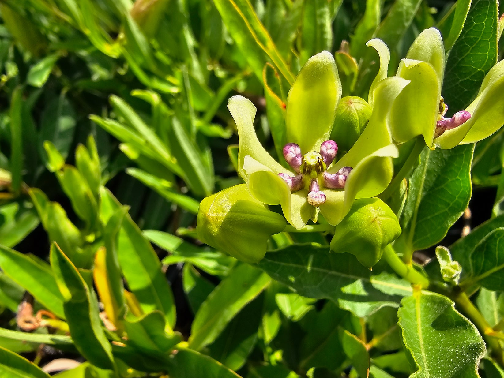 Asclepias viridis, Green Antelopehorn Milkweed – Gnarly Nursery